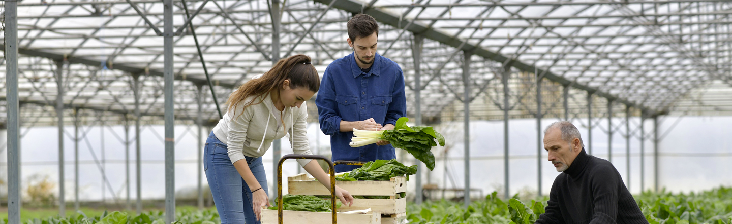 Faire du Wwoofing en France : pourquoi pas vous ? - MAMP