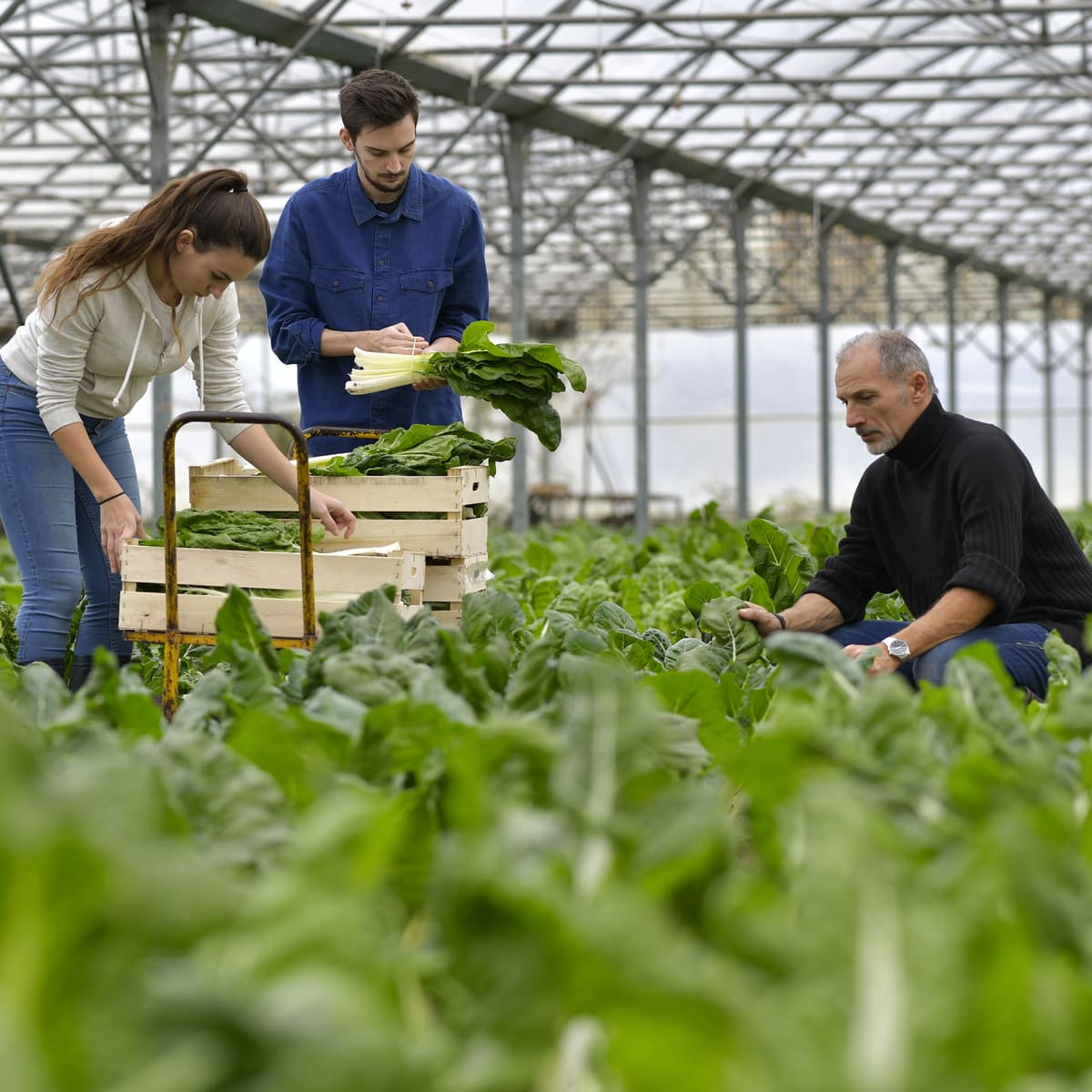 Générer le débat sur le woofing en cours d'anglais - MAMP